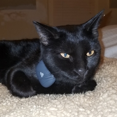 Buy Findster Duo+: Track your pet's location and activity in Real-time